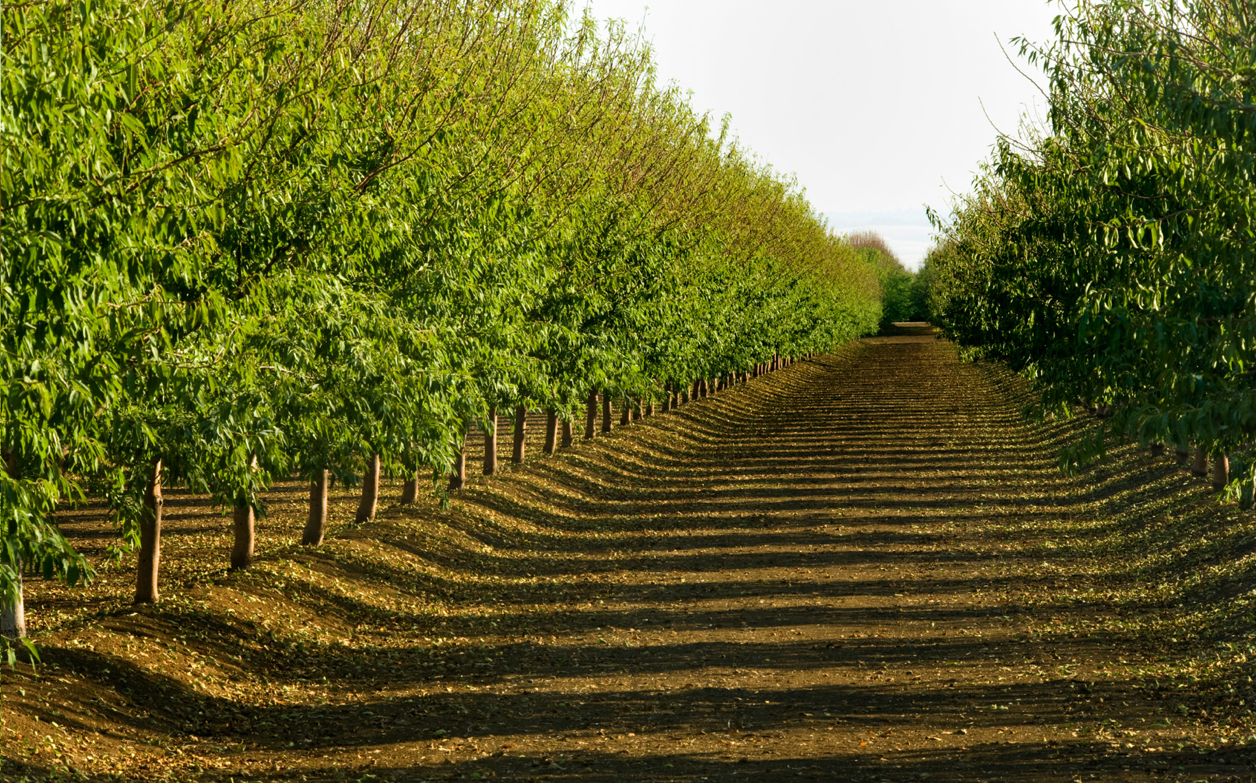 The Mendrin Group | Agriculture Brokerage