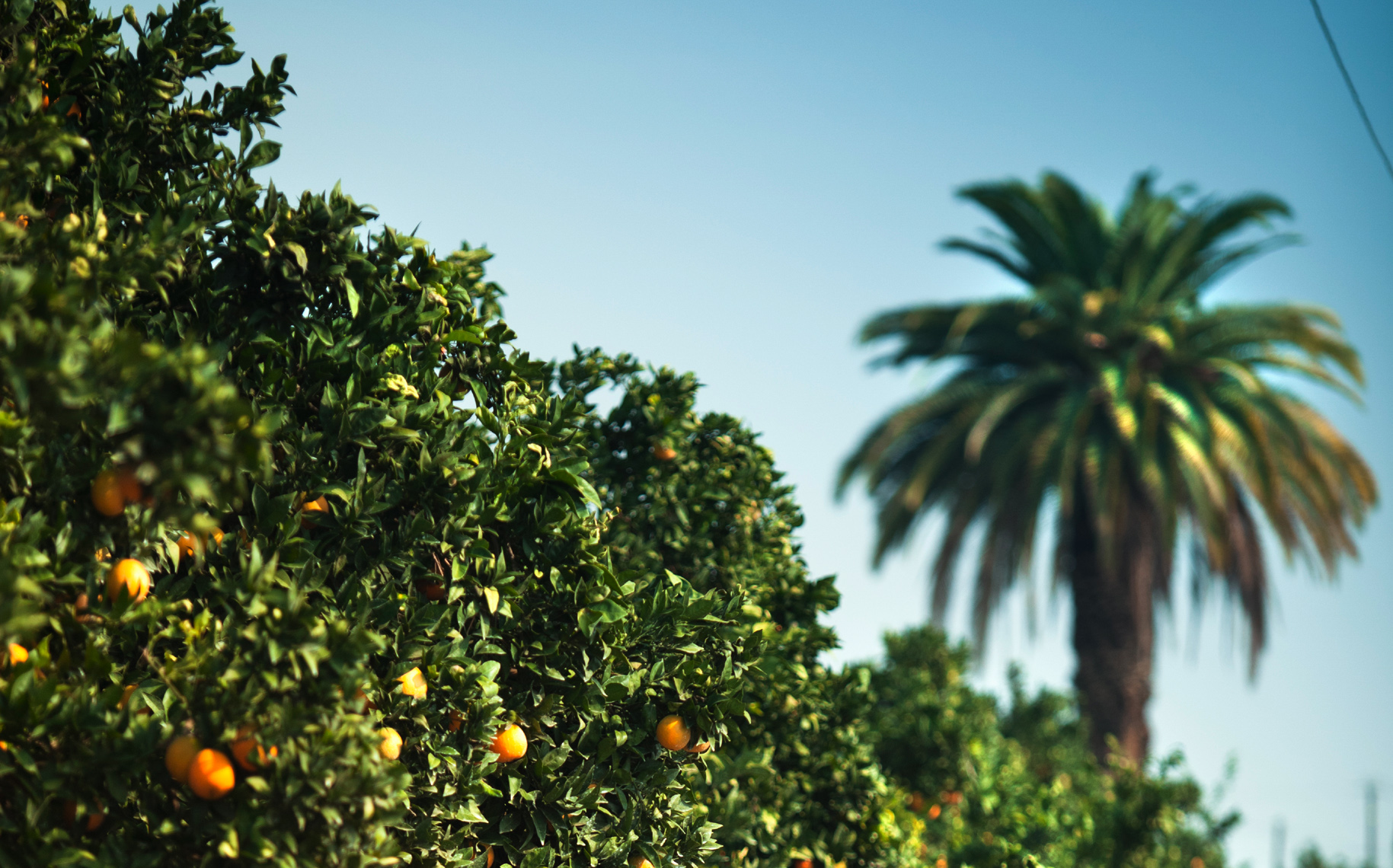 The Mendrin Group | Agriculture Brokerage