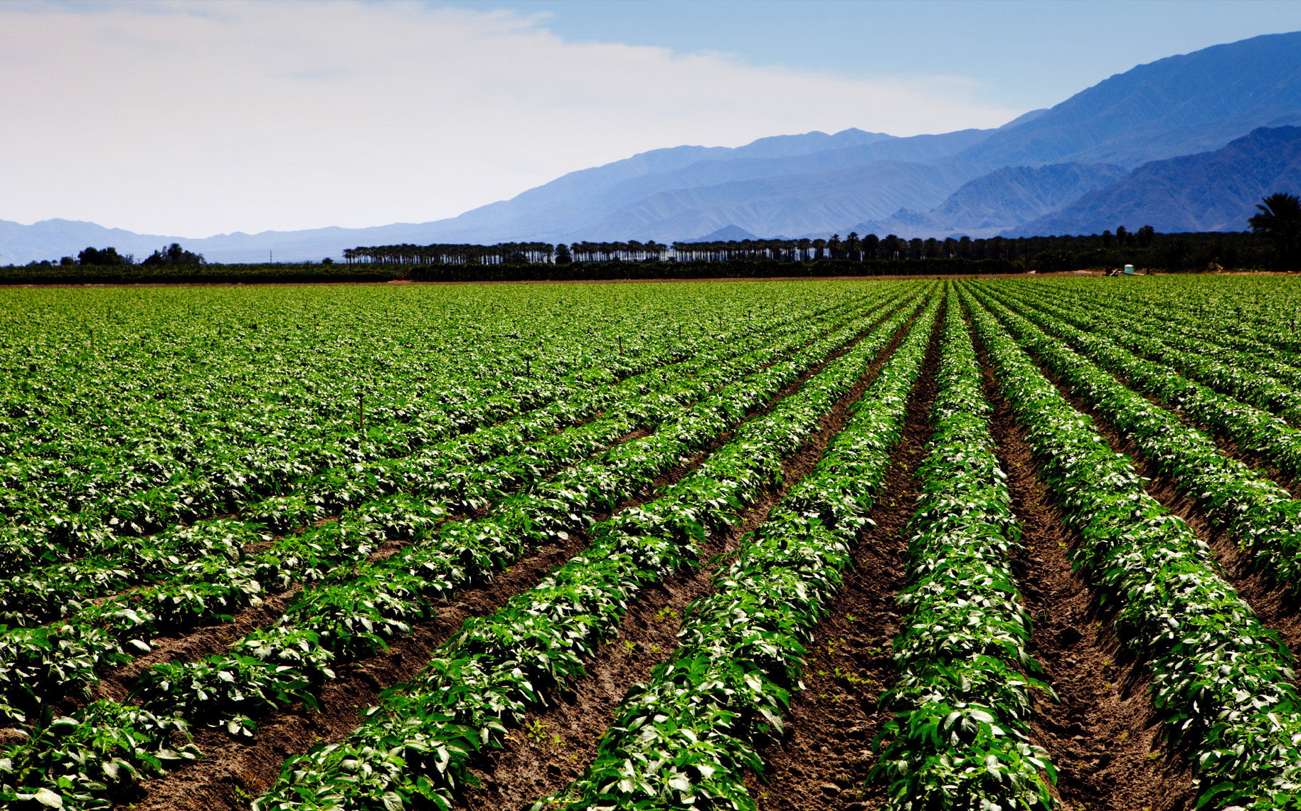 The Mendrin Group | Agriculture Brokerage
