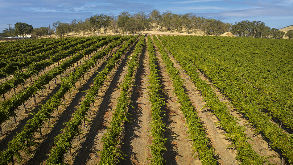 Diamond Ridge Vineyards - Mendrins