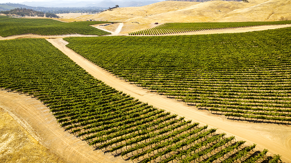 Diamond Ridge Vineyards - Mendrins