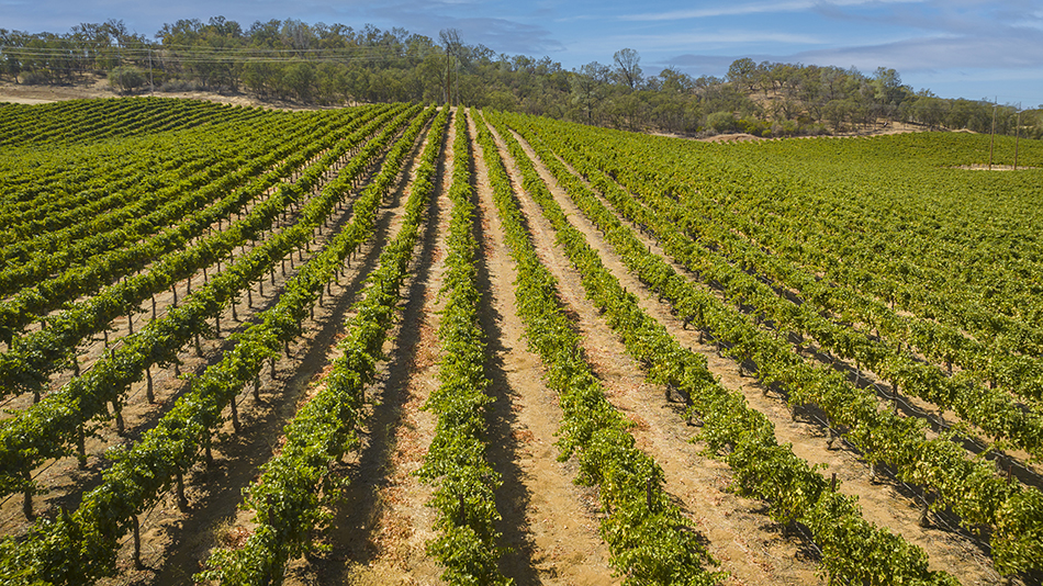 Diamond Ridge Vineyards - Mendrins