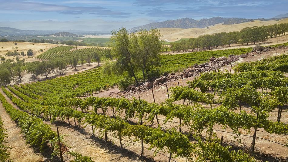 Diamond Ridge Vineyards - Mendrins