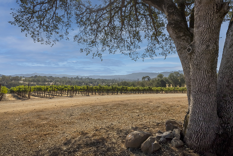 Diamond Ridge Vineyards - Mendrins