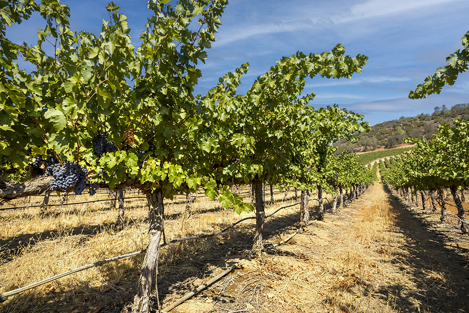 Diamond Ridge Vineyards - Mendrins