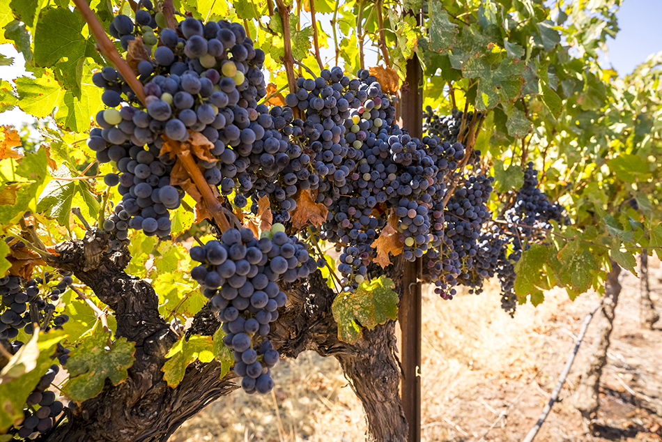 Diamond Ridge Vineyards - Mendrins